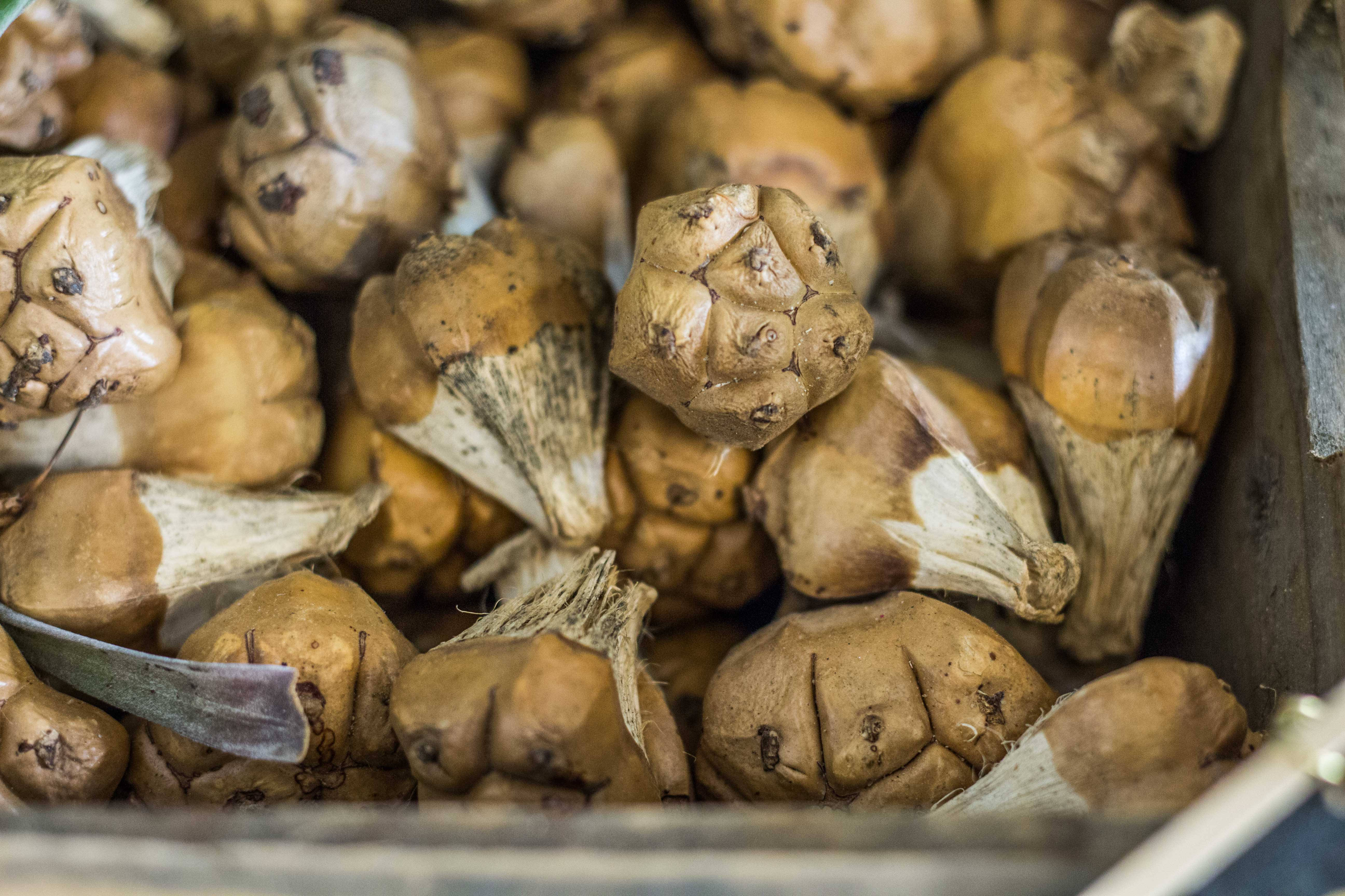 Fruit du Camel (1€ les 3) - Les Demoiselles de l'Air